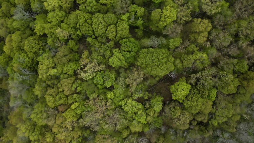Aerial Top Down Showing Treetops Stock Footage Video (100% Royalty-free ...