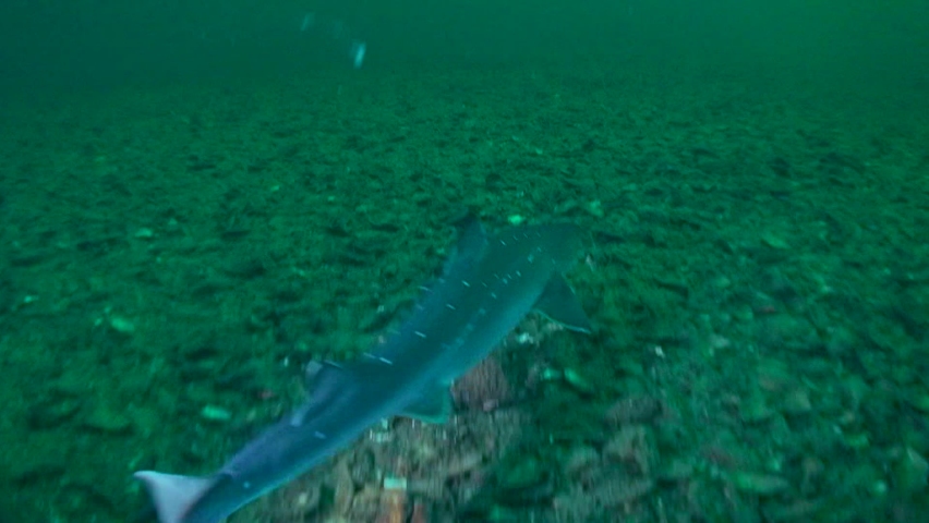 Spiny Dogfish Stock Video Footage - 4K and HD Video Clips | Shutterstock