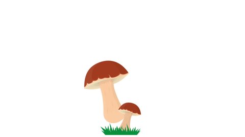 Boletus Animation Grown Mushroom Alpha Channel Stock Footage Video (100 ...