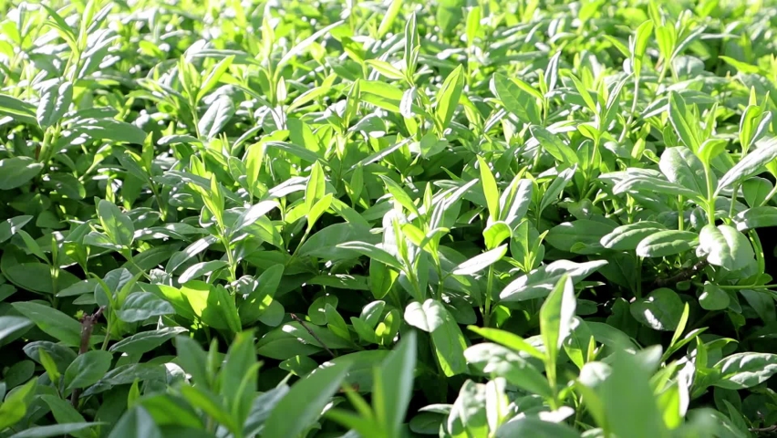 Boxwood Texture Stock Video Footage - 4K and HD Video Clips | Shutterstock