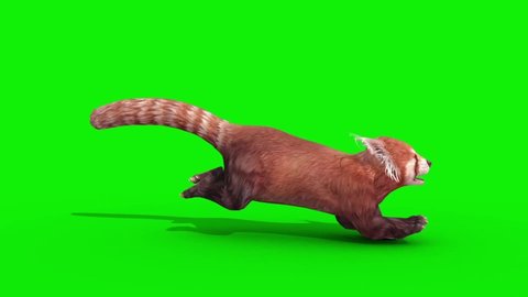 Red Panda Green Screen Runcycle Loop Stock Footage Video (100% Royalty ...