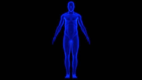Human Body Fit Fat Anatomy Animation Stock Footage Video (100% Royalty ...