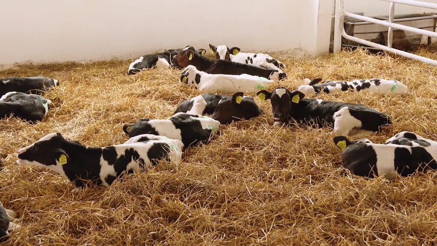 Baby Farm Animals Beef Stock Video Footage - 4K and HD Video Clips ...