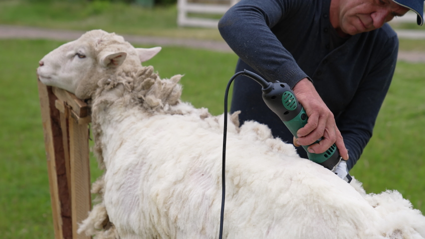 Man Cutting Wool On Sheep Professional Stock Footage Video (100% ...