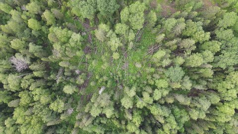 Windblown Forest Top View Stock Footage Video (100% Royalty-free ...