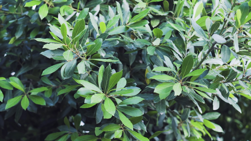 Detailed laurel Stock Video Footage - 4K and HD Video Clips | Shutterstock