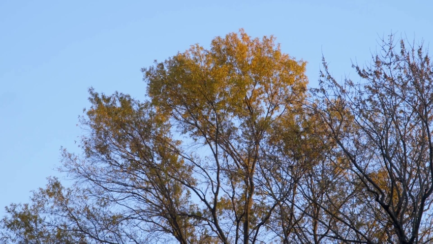 tree fall blue sky background Stock Footage Video (100% Royalty-free ...