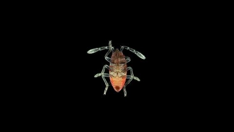 Larva Red Bug Heteroptera Under Microscope Stock Footage Video (100% ...