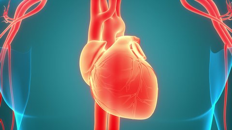 Human Circulatory System Heart Beat Anatomy Stock Footage Video (100% ...