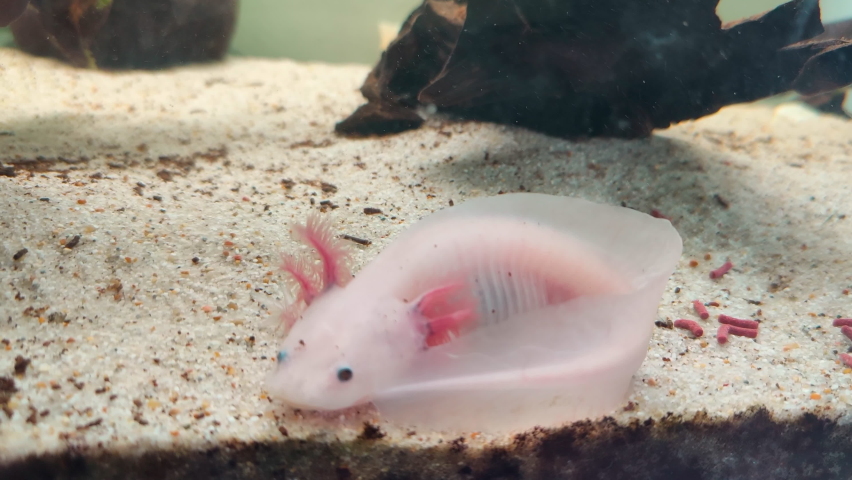 Axolotl Stock Footage ~ Royalty Free Stock Videos | Pond5