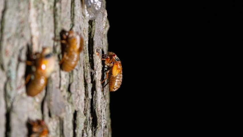 Brood area Stock Video Footage - 4K and HD Video Clips | Shutterstock