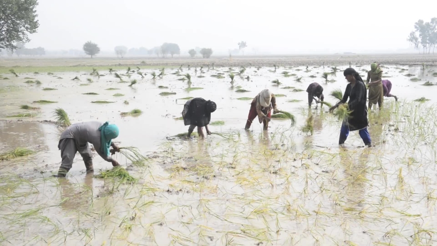 98 Rice fields pakistan Stock Video Footage - 4K and HD Video Clips ...