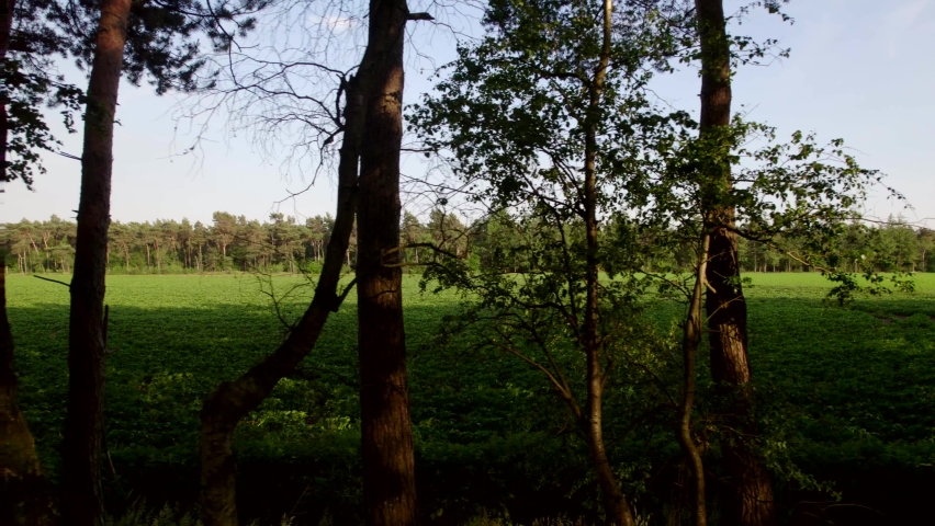 forest field view between trees potato Stock Footage Video (100% ...