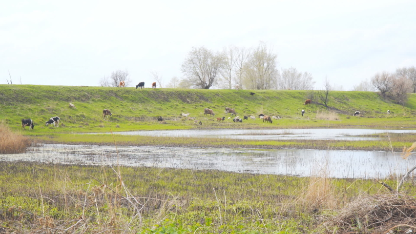 310 Sheep pond Stock Video Footage - 4K and HD Video Clips | Shutterstock
