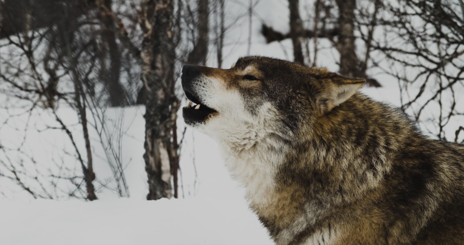 Wolf Side Face Stock Video Footage - 4K and HD Video Clips | Shutterstock