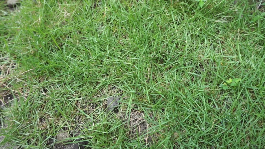 Agrostis Stolonifera (creeping Bent Grass, Stock Footage Video (100% ...