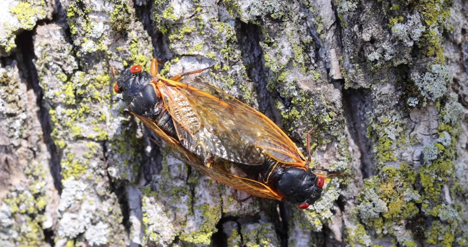 Brood 2021 Stock Video Footage - 4K and HD Video Clips | Shutterstock