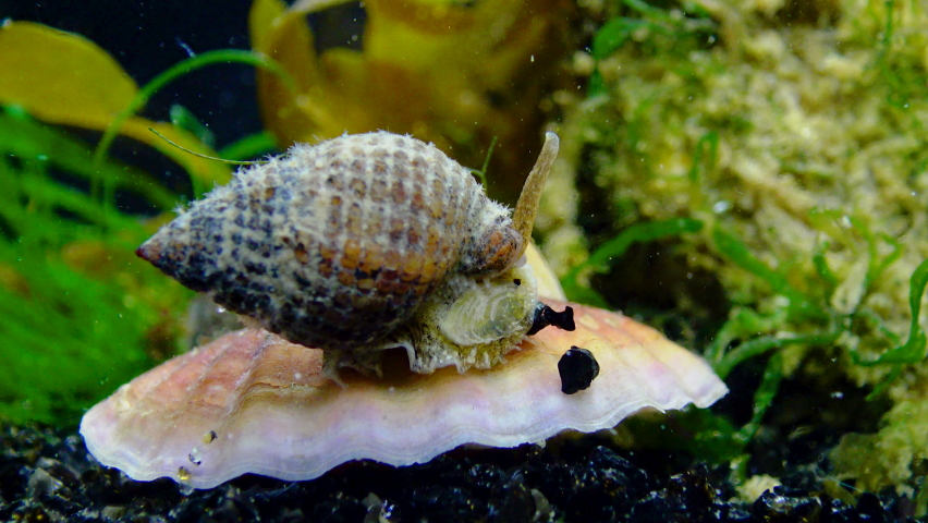 Spiral conch shells Stock Video Footage - 4K and HD Video Clips ...