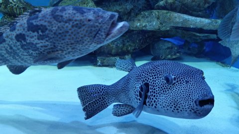 Closeup Orange Spotted Grouper Fishepinephelus Coioides Stock Footage ...