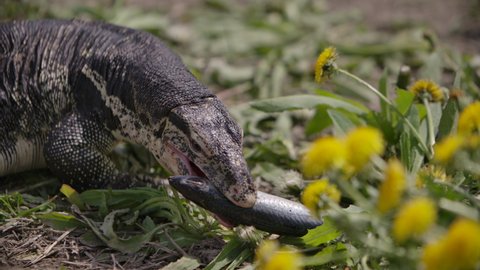 Asian Water Monitor Swallowing Fish Wild Stock Footage Video (100% ...