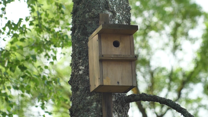 Spotted Flycatcher House Stock Video Footage - 4K and HD Video Clips ...