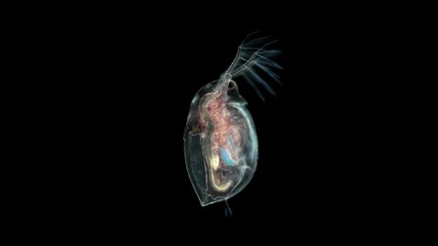 Water Flea Daphnia Pulex Under Microscope Stock Footage Video (100% ...