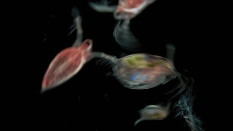 Water Flea Daphnia Pulex Under Microscope Stock Footage Video (100% ...