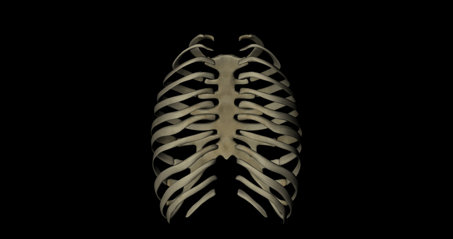 Thorax Bone Sternum Stock Video Footage - 4K and HD Video Clips ...