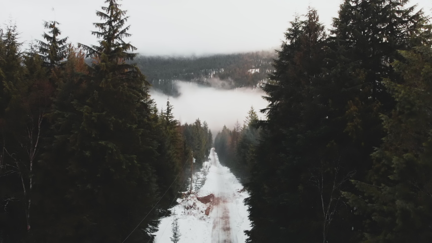 Winter Pine Forest in British Columbia, Canada image - Free stock photo ...