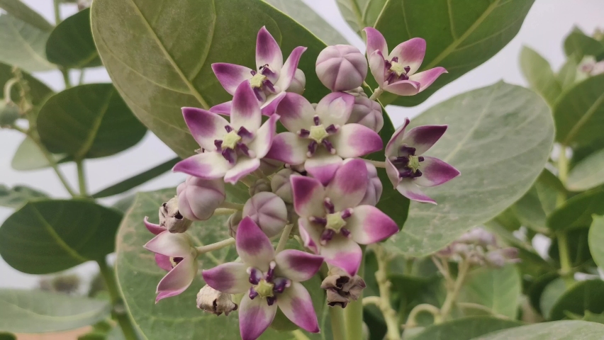Purple Desert Flower Stock Video Footage - 4K and HD Video Clips ...