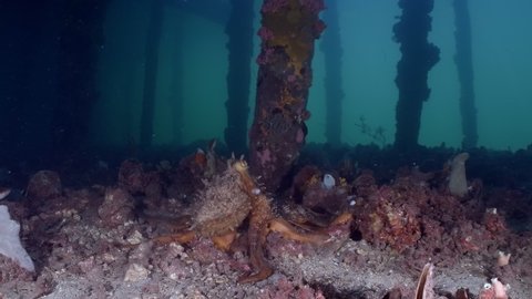 Maori Octopus Macroctopus Propulsion Jetting Underwater Stock Footage ...