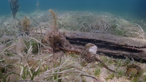 Maori Octopus Macroctopus Propulsion Jetting Underwater Stock Footage ...