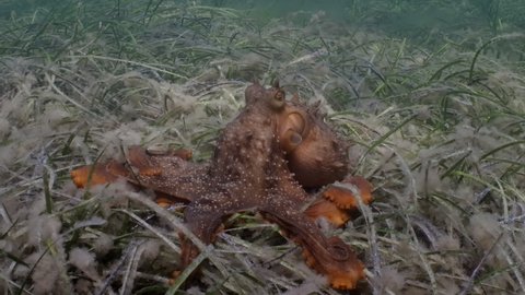 Maori Octopus Macroctopus Propulsion Jetting Underwater Stock Footage ...