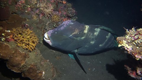 Giant Fish Bump On Head Met Stock Footage Video (100% Royalty-free ...