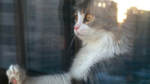 Funny Fluffy Cat Red Eyes Scratches Stock Footage Video (100% Royalty ...