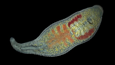 Leech Helobdella Stagnalis Under Microscope Family Stock Footage Video ...