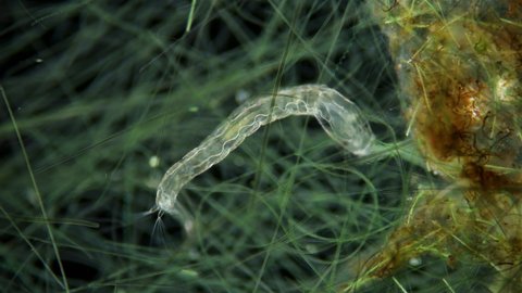 Insecta Midge Larva Chironomidae Under Microscope Stock Footage Video ...