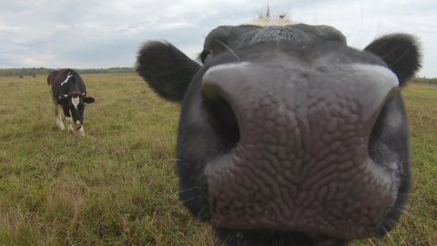 158 Front facing cow Stock Video Footage - 4K and HD Video Clips ...