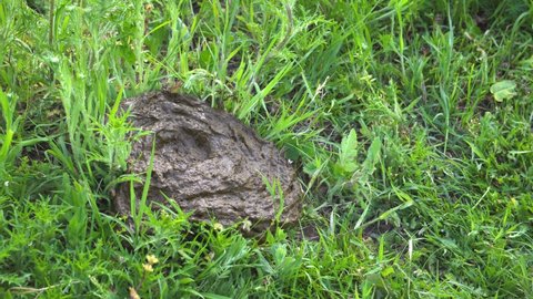 244 Cow poop Stock Video Footage - 4K and HD Video Clips | Shutterstock
