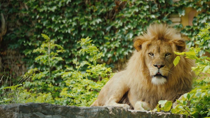 Lion Facing Forward Stock Video Footage - 4K and HD Video Clips ...