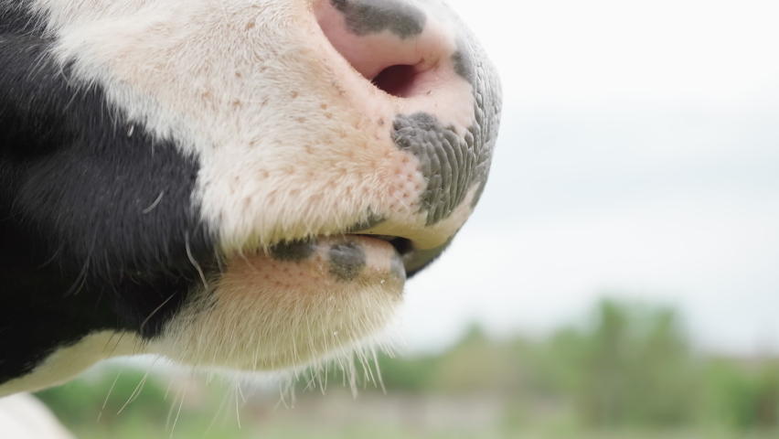 Close-up of Chewing Cow.nose and Stock Footage Video (100% Royalty-free ...