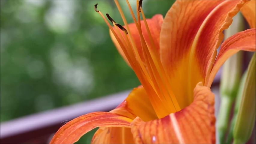 Orange Tiger Lily image - Free stock photo - Public Domain photo - CC0 ...