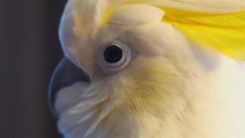 close-up shot yellow-crested cockatoo's eye indoors Stock Footage Video ...