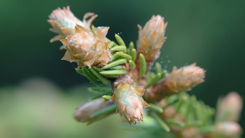 Closer Look Brown Acorns Spruce Tree Stock Footage Video (100% Royalty ...