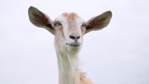 Closeup Funny Goat Big Ears Looking Stock Footage Video (100% Royalty ...