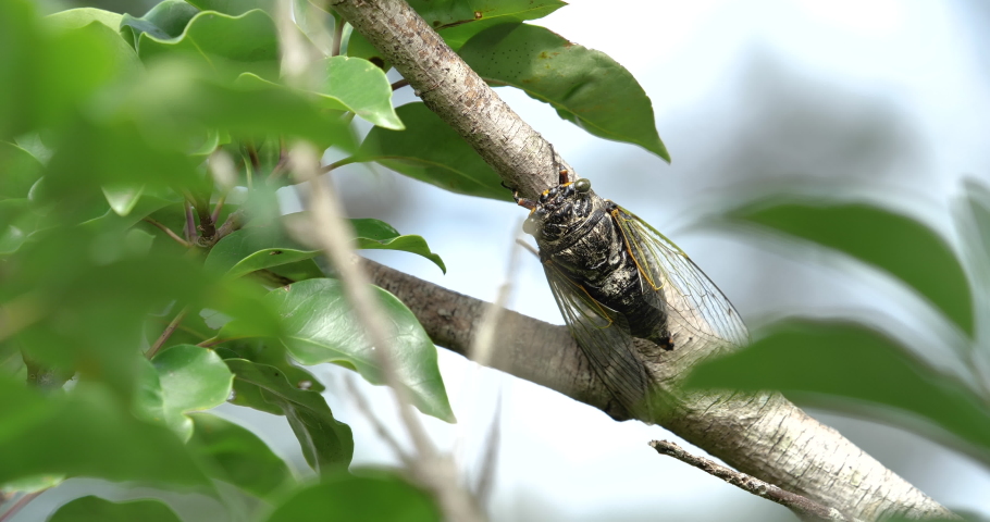 Video of Cicadas Singing for Stock Footage Video (100% Royalty-free ...