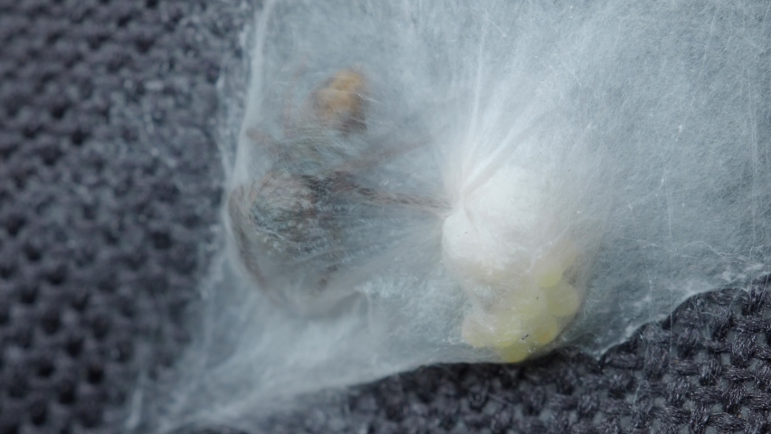 Spitting spider Stock Video Footage - 4K and HD Video Clips | Shutterstock