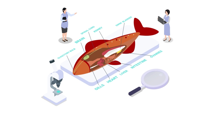 Heart anatomy fish Stock Video Footage - 4K and HD Video Clips ...