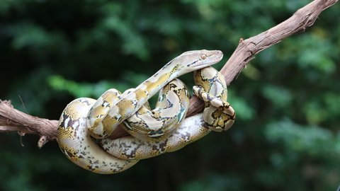 Pythonidae Snake Sleeping On Branch Pythonidae Stock Footage Video (100 ...