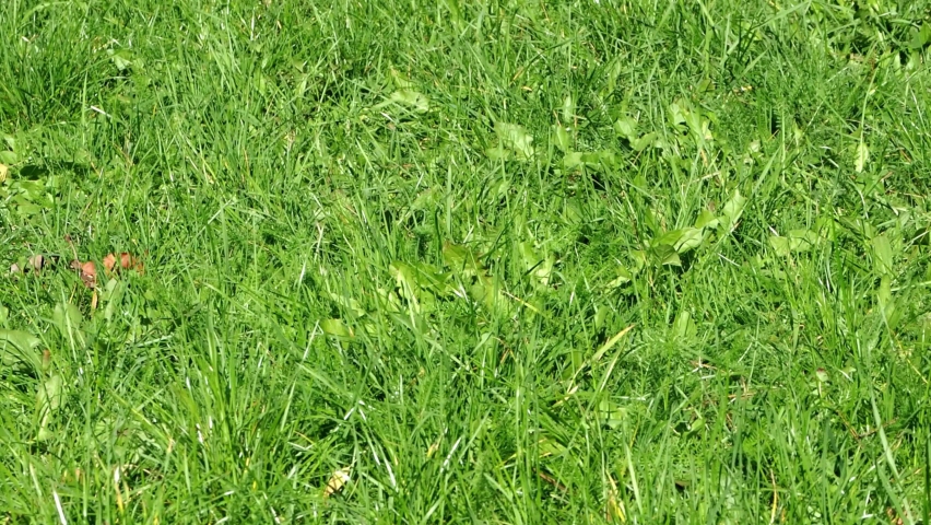 global warming green grass changing color Stock Footage Video (100% ...